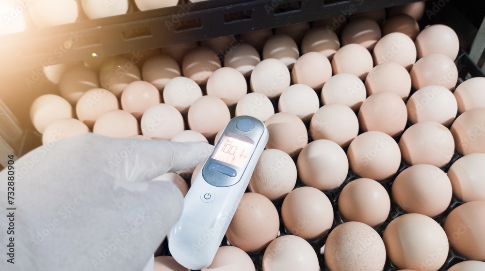 the concept of measuring shell temperature in hatching eggs in an ...