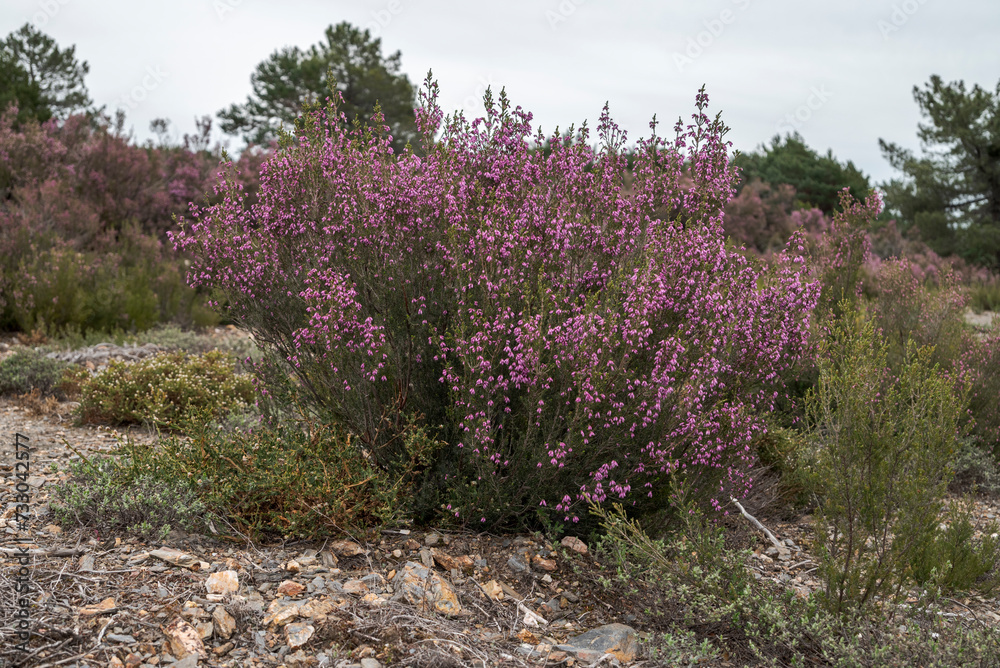 Spanish heath, Erica australis. It is a species of flowering plant in ...