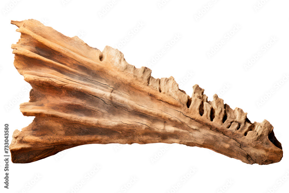 archaeological jaw bone isolated on transparent background, png file ...