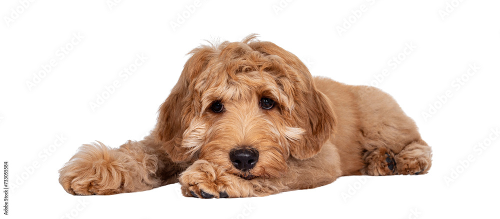 Cute 4 months young Labradoodle pup, laying down side ways. Haed on ...