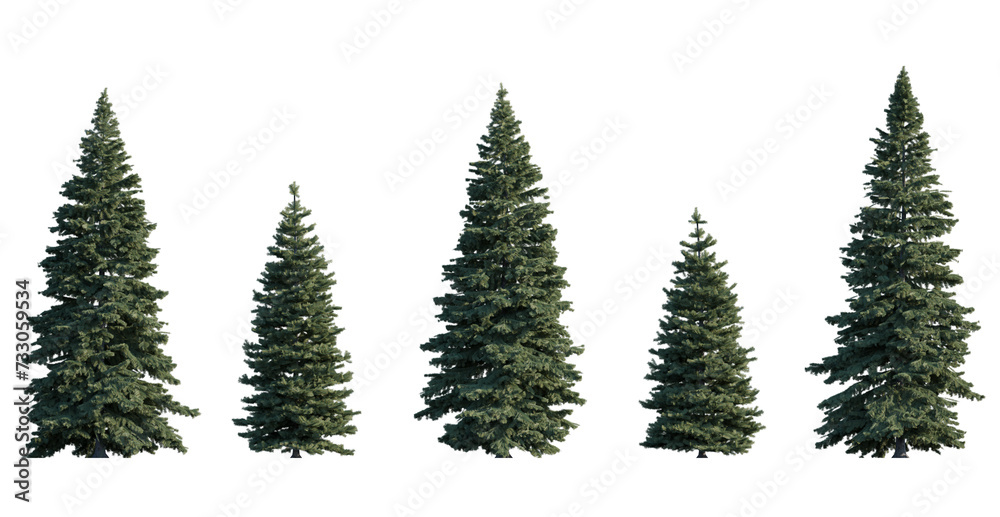 Picea pungens frontal set (colorado blue, green spruce) evergreen ...
