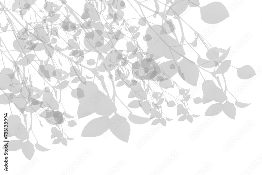 Realistic shadow from plant leaf on transparent background. Natural ...