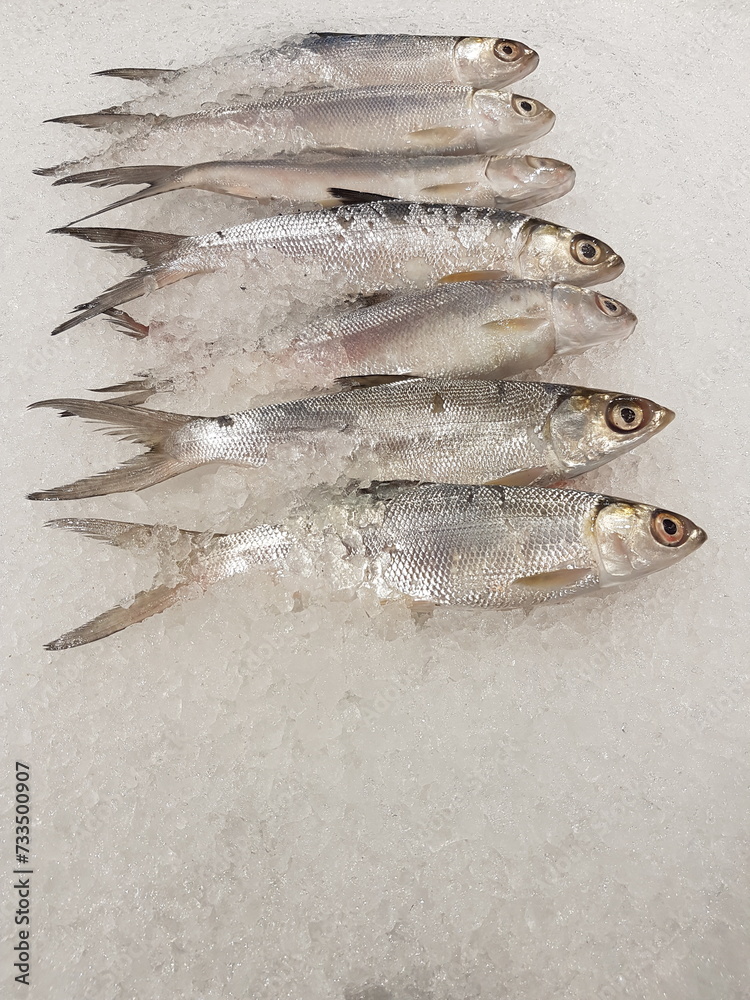 The milkfish (Chanos chanos) or Bangus is the sole living species in ...