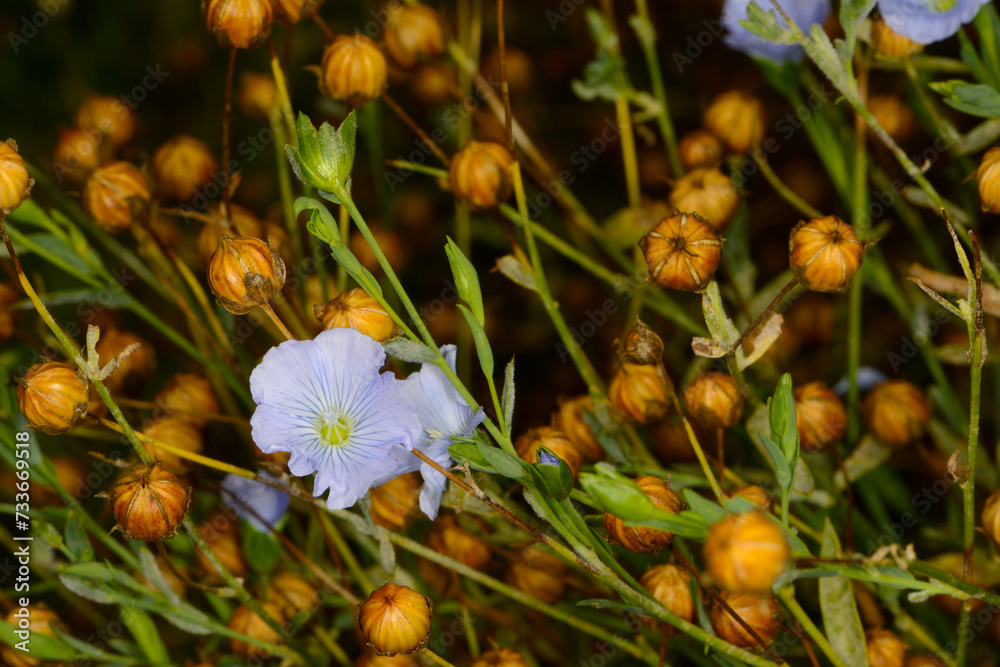 Leinen, Leinsamen, Öllein, Linium usitatissimum L., Leinsamen, und ...