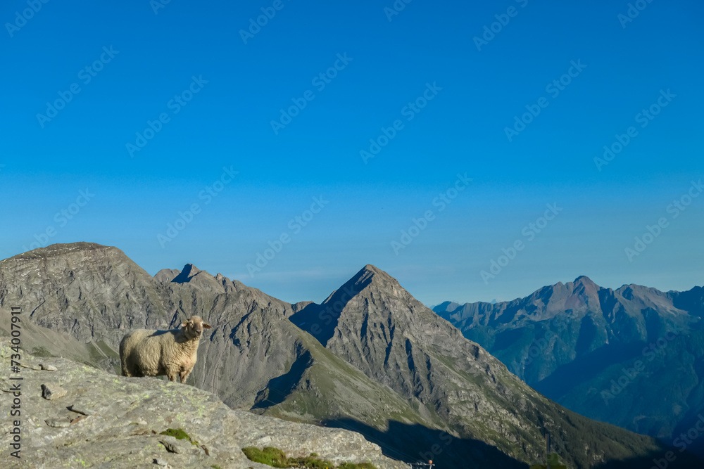 Photo Stock Single alpine sheep with panoramic view of majestic ...