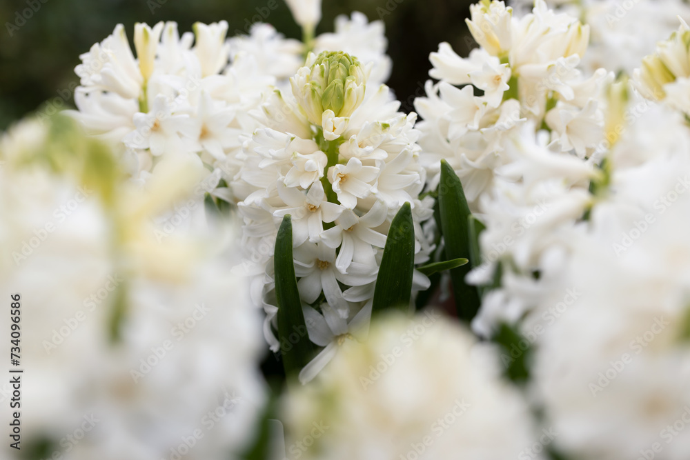 Hyacinthus orientalis, the common hyacinth, garden hyacinth or Dutch ...