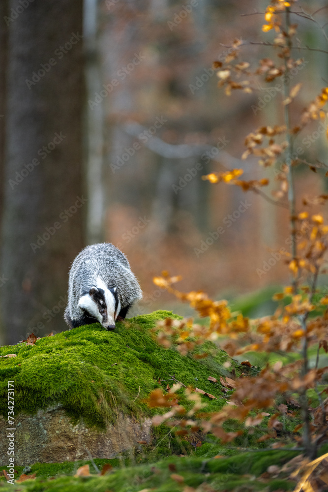 Wild Badger (Meles meles) animal leaning against a spruce tree ...