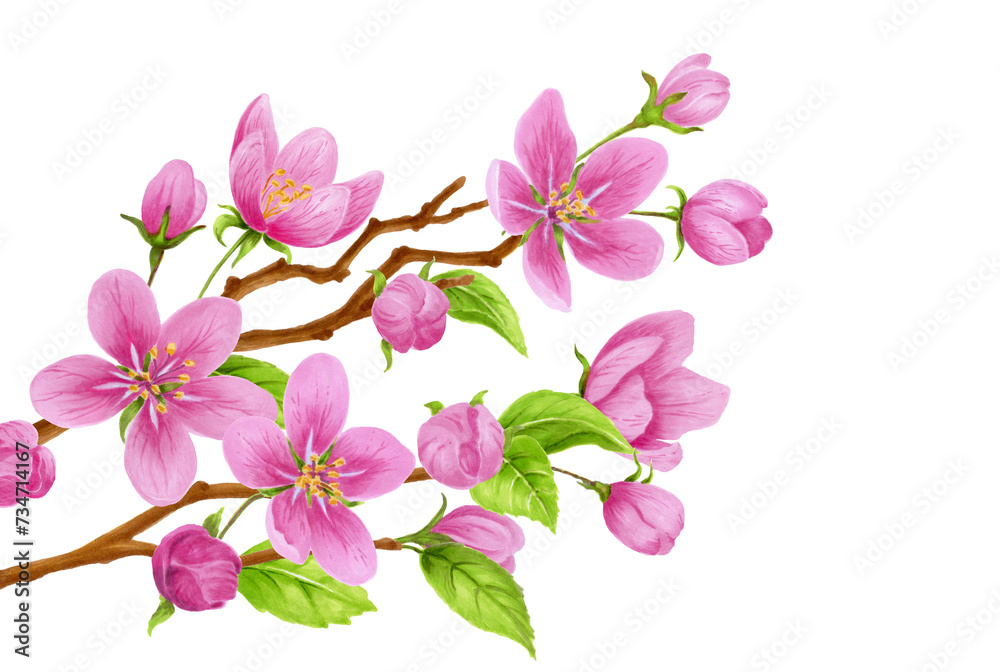Spring apple tree flowers, buds, green leaves isolated on white ...