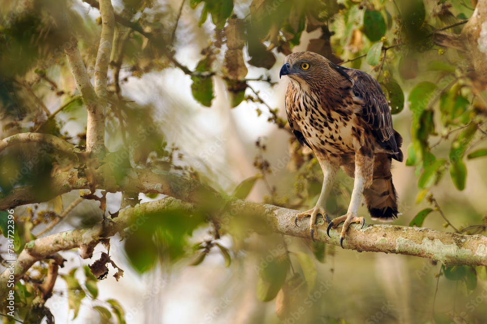 The changeable hawk-eagle (Nisaetus cirrhatus) or crested hawk-eagle ...