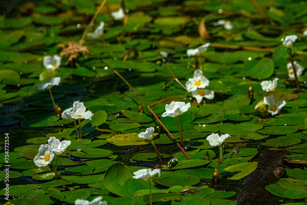 Limnodium. Lowland swamp. Specific water plants, helophytes ...