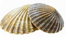 Ocean Clam Shell Free Stock Photo - Public Domain Pictures