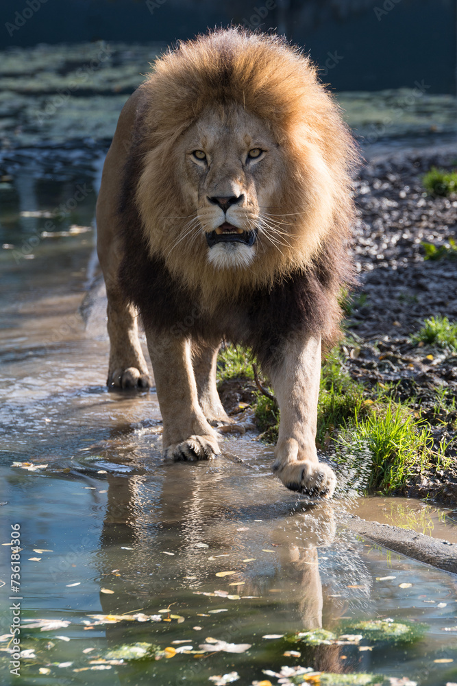 Berberlöwe, auch Atlaslöwe oder Nubischer Löwe, (Felis leo barbaricus ...