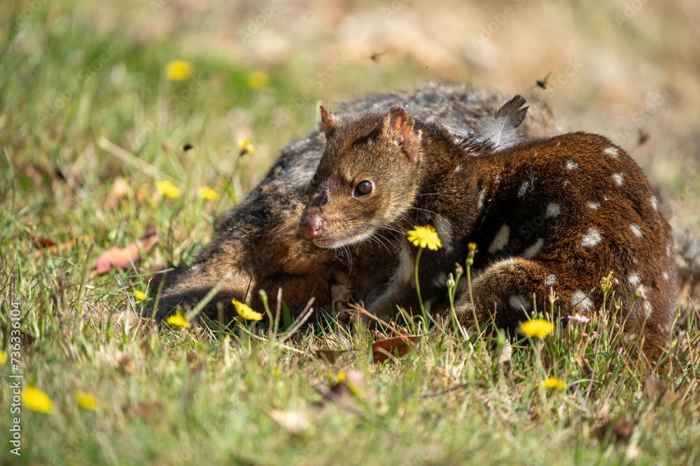 spotted quoll eating roadkill meat close up in tasmania australia ...