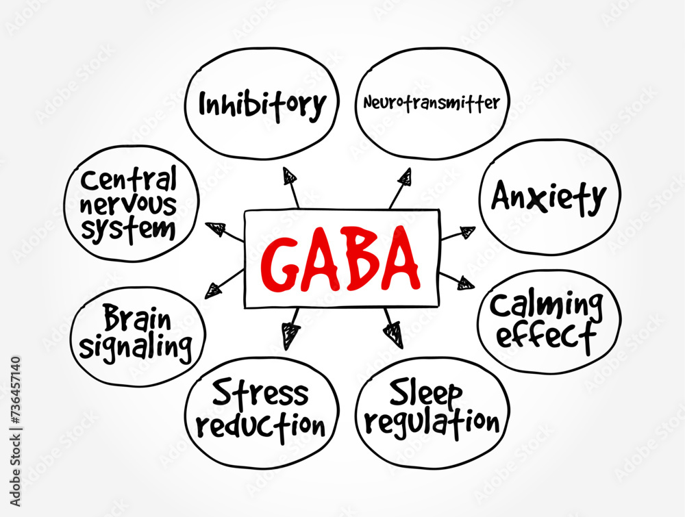 GABA - chief inhibitory neurotransmitter in the developmentally mature ...