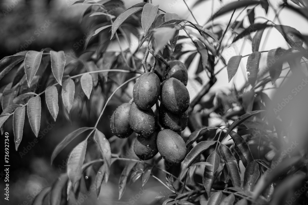 Spondias dulcis is a tropical woody plant with edible fruit and fibrous ...