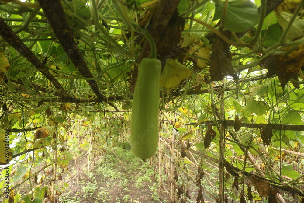 "Pumpkin Vegetable" in English is known as "bottle gourd" or "calabash ...