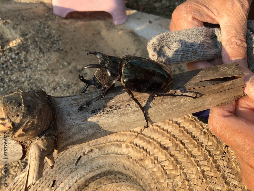 Chalcosoma caucasus, Giant rhinoceros beetle on bamboo. Chalcosoma is a ...