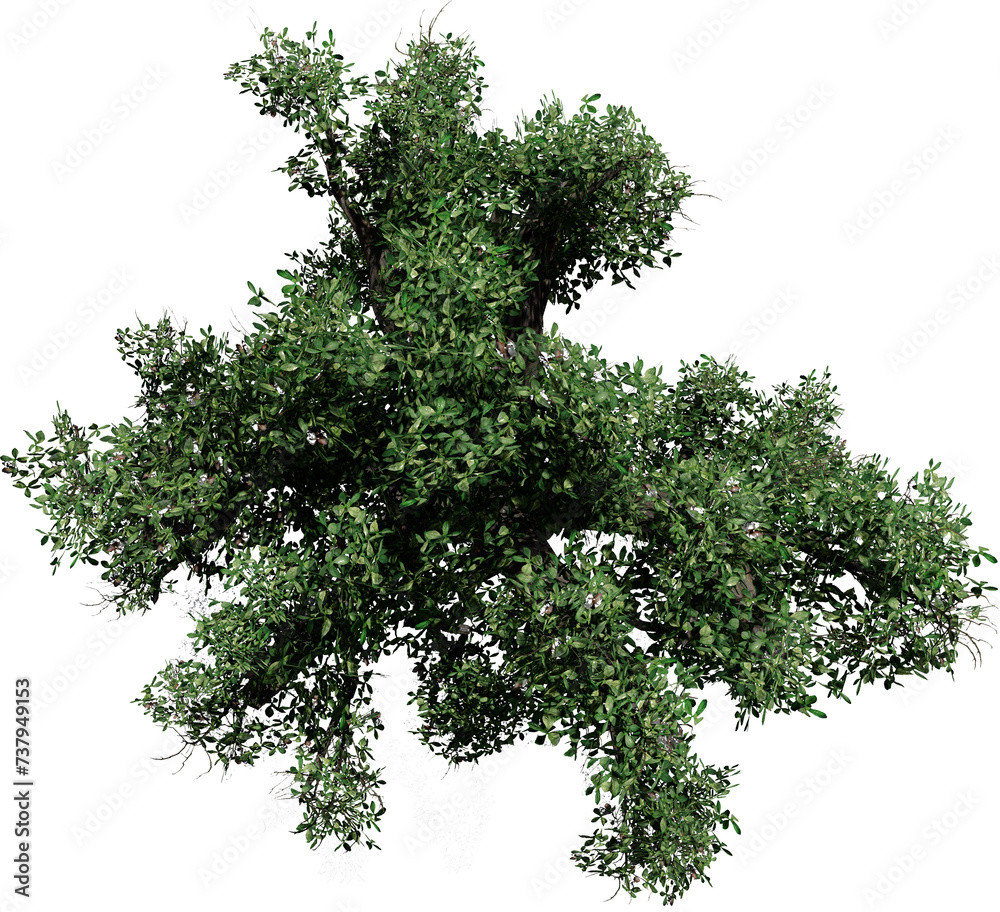 Realistic individual Trees top view for landscape plan isolated white ...
