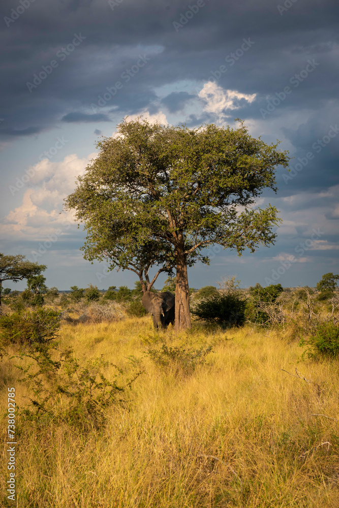 African savannah, Game reserve like Kruger Park and the Serengeti ...