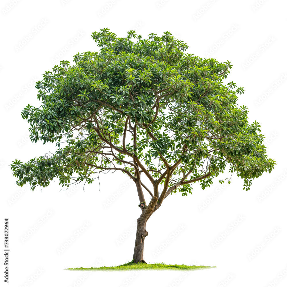tree PNG transparent background removed original background for drag ...