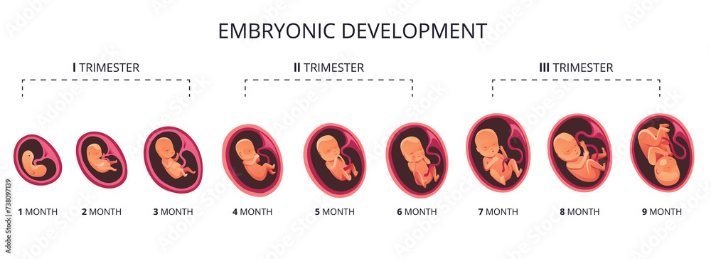 Embryo month stage growth, fetal development flat infographic icons ...