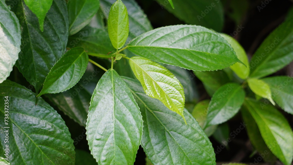 Strobilanthes crispus (keji beling, picah beling, Kecibeling ...