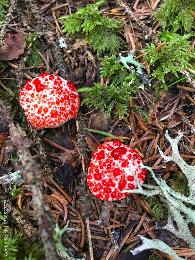 Inedible mushroom Hydnellum peckii in the needles. Known as Red-juice ...