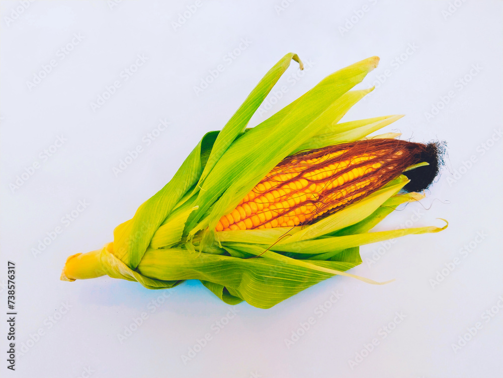 Maize cob yellow whole ear-maize sweet corns on the cob ear-corn ...