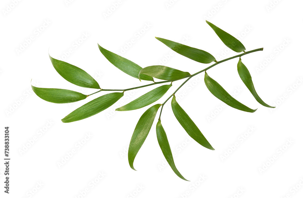 Green twig of italian ruscus (DANAE RACEMOSA) leaves isolated on white ...