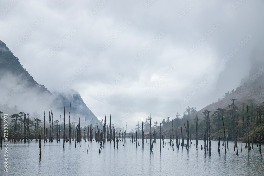 Cloudy landscape view and dead tree stumps standing on frozen madhuri ...