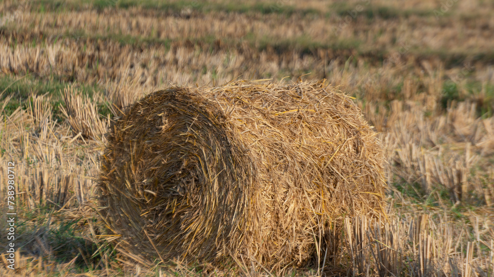 Rice straw rolls, are bundles of rice straw used for composting ...