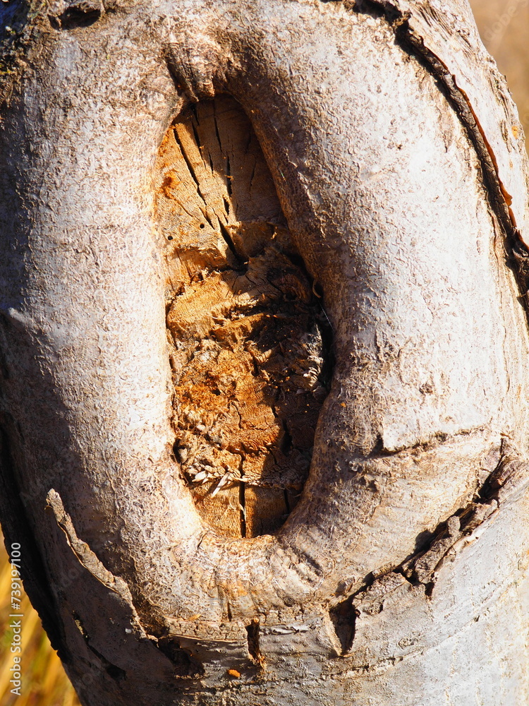 Tree wound closing after pruning a branch. Stock Photo | Adobe Stock