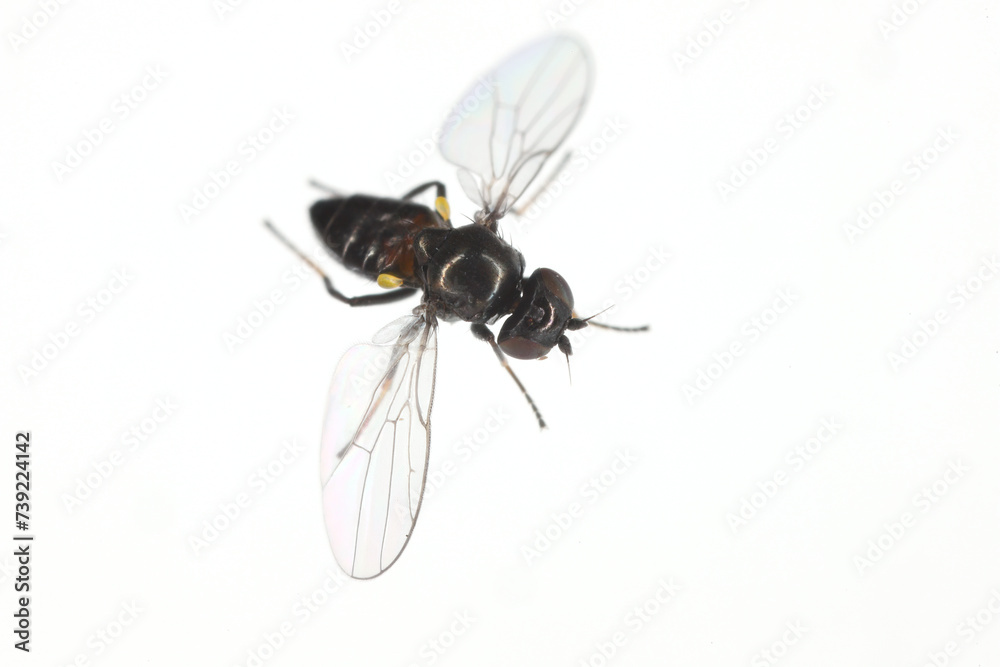 Frit fly (Oscinella frit) European species of the family Chloropidae ...