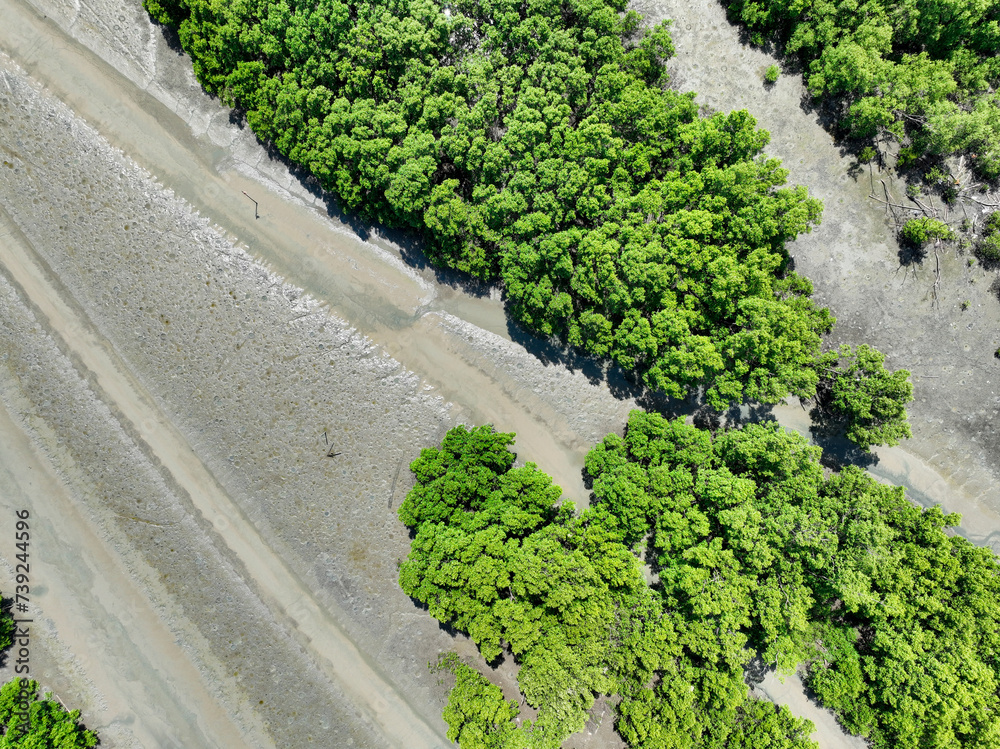 Green mangrove forest with morning sunlight. Mangrove ecosystem ...