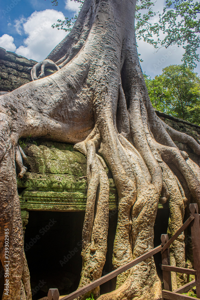 the photogenic and atmospheric combination of trees growing out of the ...