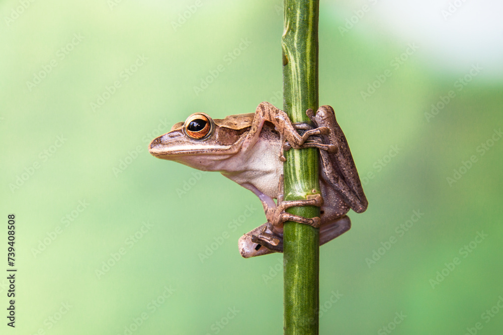 Polypedates leucomystax is a species in the shrub frog family ...