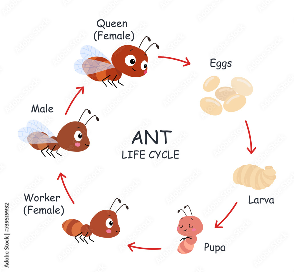 Ant life cycle poster for children. Step by step stages of insects ...