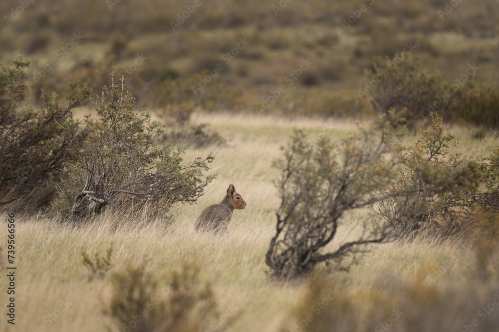 Patagonian mara is feeding in the grazing. Small rodent with long ears ...