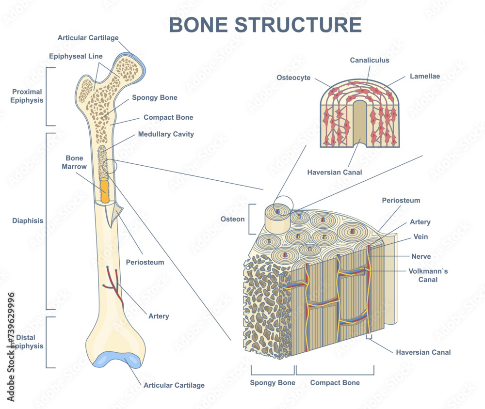 Illustration features bone cross-section with isolated outline detailed ...