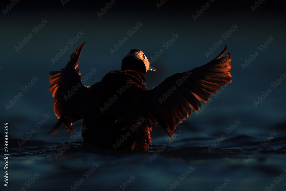Dramatic silhouette of a duck flapping its wings on the water surface ...
