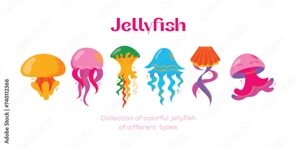 Collection of gorgeous marine animals jellyfish isolated on white ...