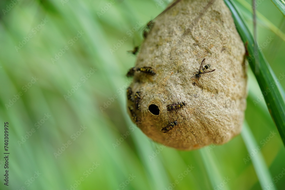 Nest of the Brazilian long-waisted honey wasps of the subgenus ...