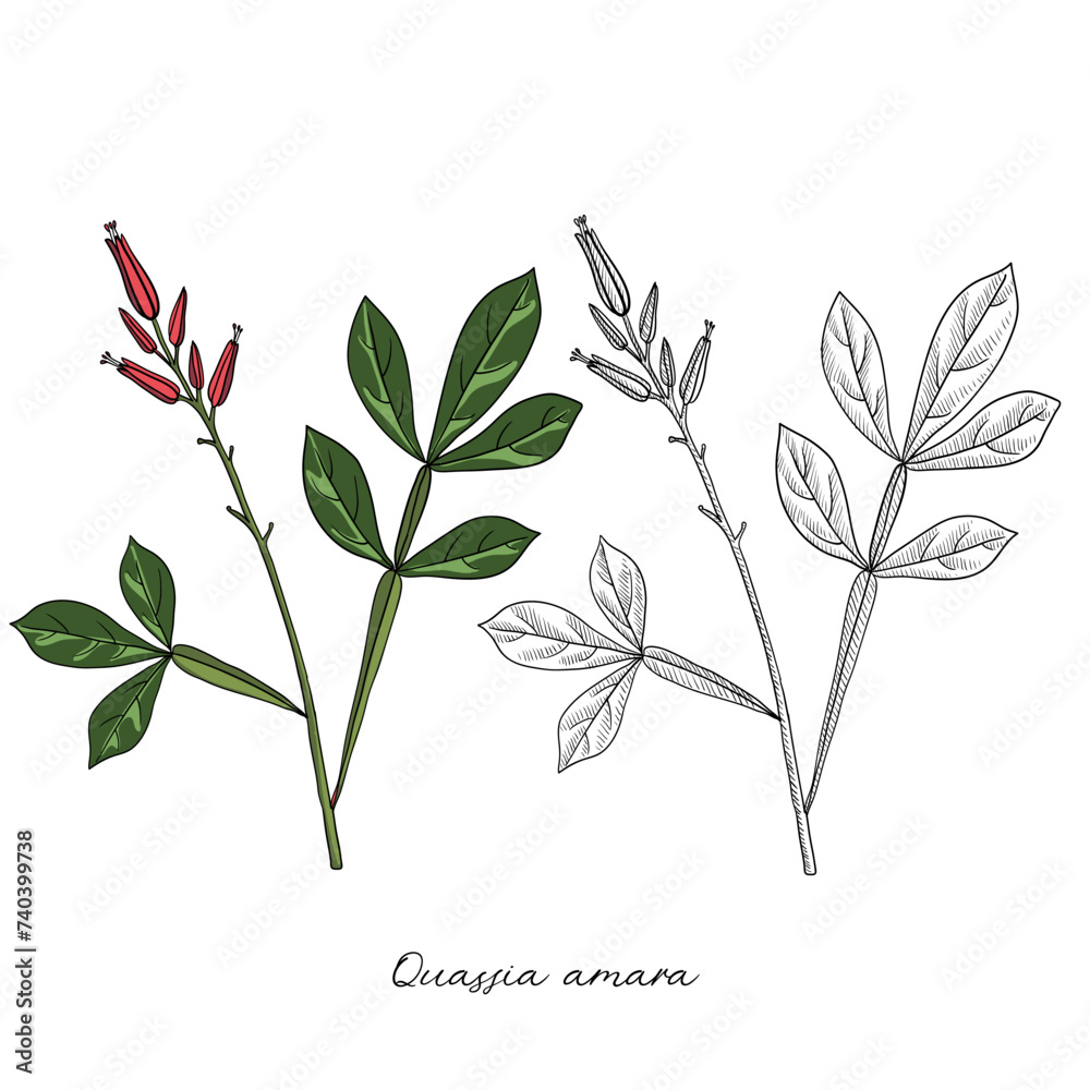 vector drawing amargo, bitter-wood, Quassia amara, hand drawn ...
