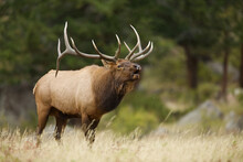 Bull Elk Calling Free Stock Photo - Public Domain Pictures