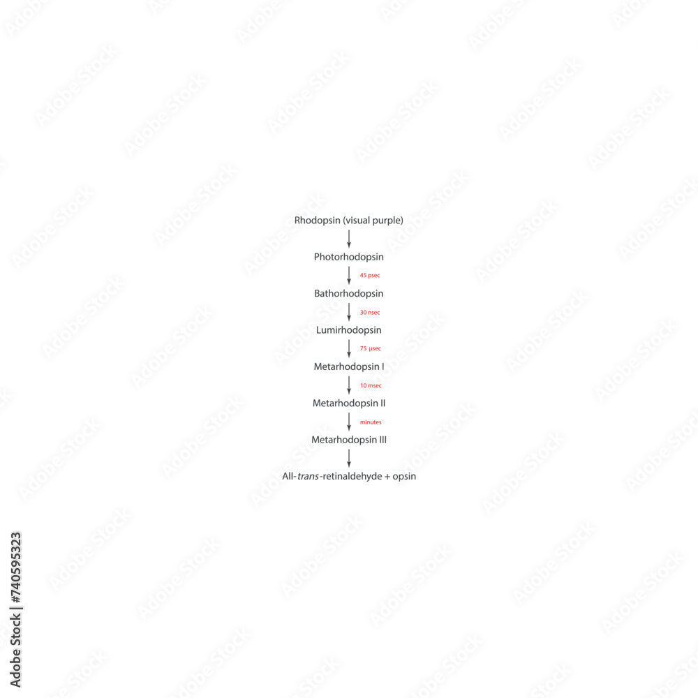 Diagram showing stages of the visual cycle - rhodopsin excitation ...
