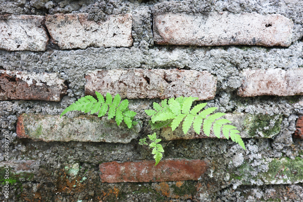 Life can grow anywhere in planet. A beautiful parasite grow in a ...