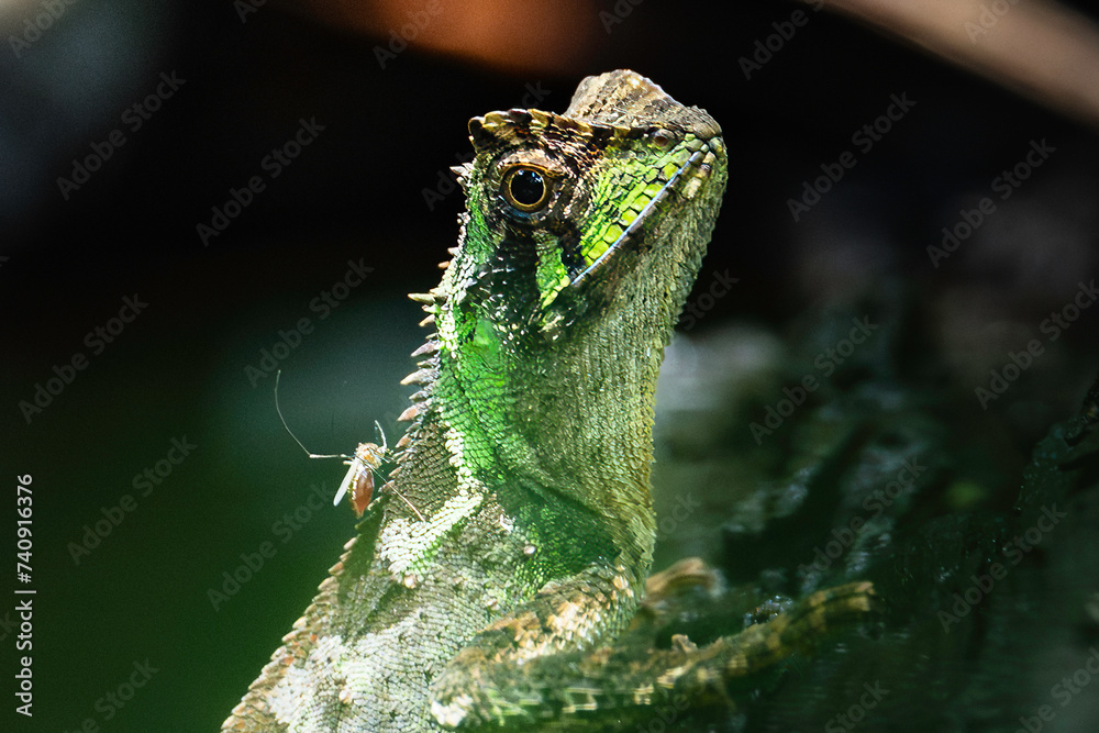 The Crowned Spiny Lizard, scientifically known as Acanthosaura coronata ...