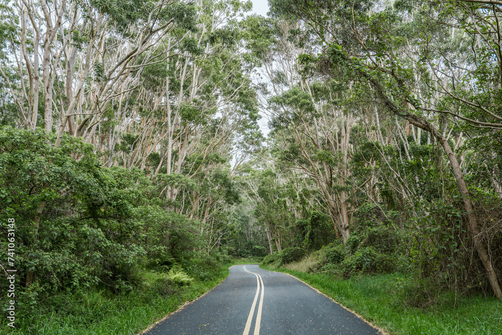 Acacia koa, commonly known as koa,[3] is a species of flowering tree in ...