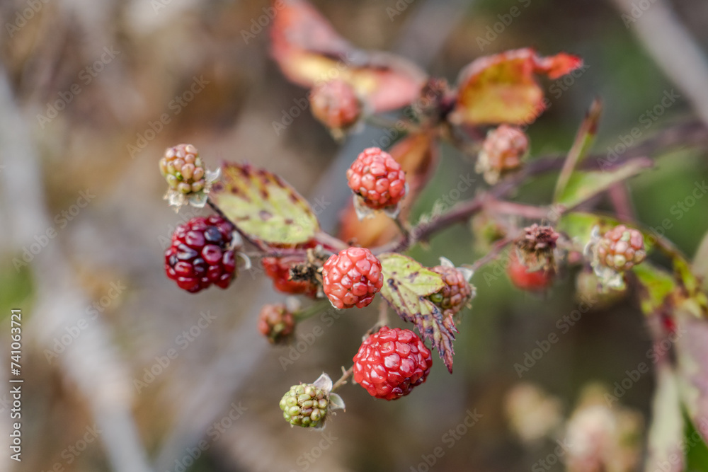 Stock-Foto „Rubus argutus is a North American species of prickly ...