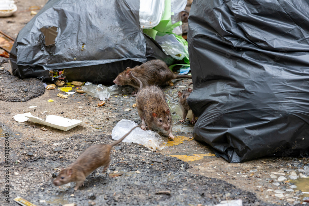 Dirty disgusting rats on area that was filled with sewage, smelly, damp ...